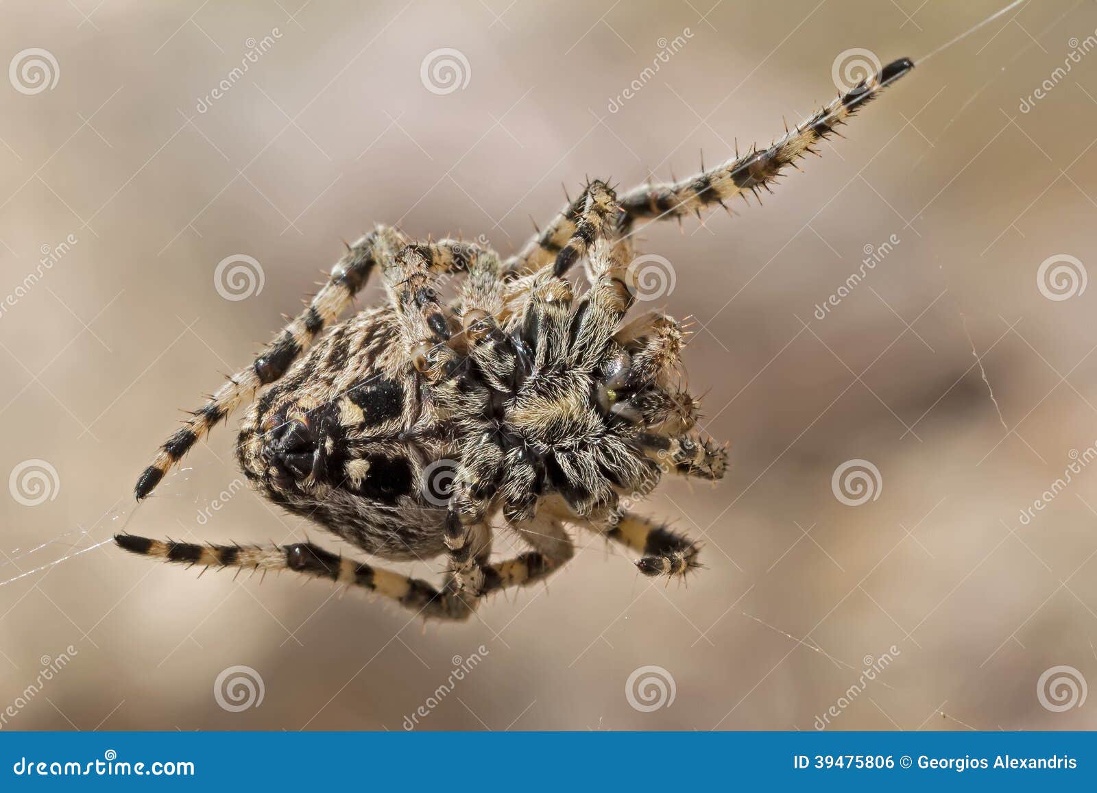 Spider from Below stock photo. Image of creature, creepy - 39475806