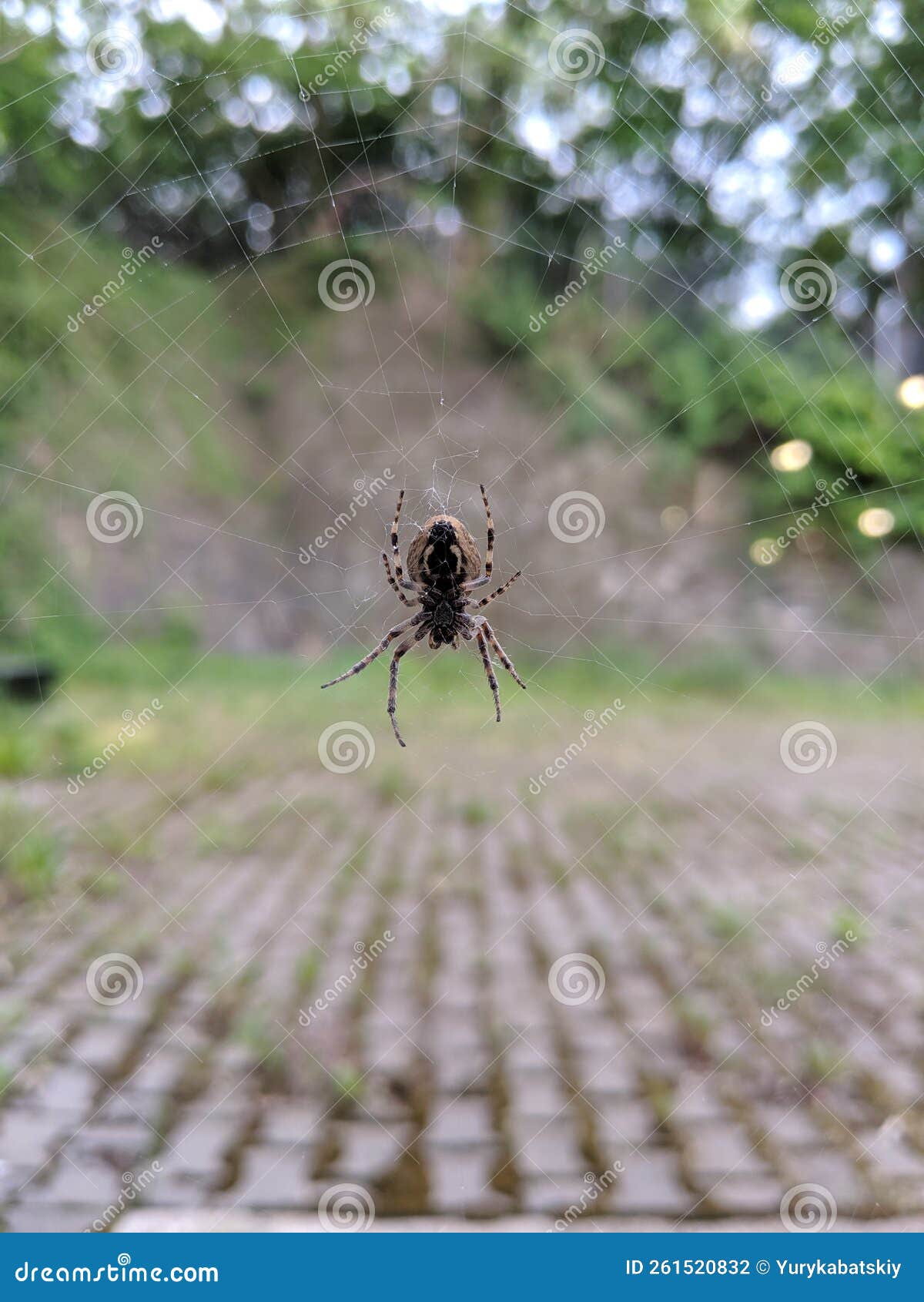 Spider from Below on the Spider Web Stock Photo - Image of closeup ...