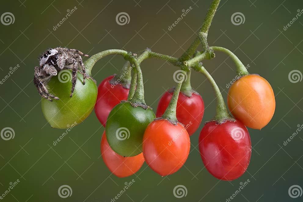 Spider on berries stock photo. Image of crawling, macro - 15091274