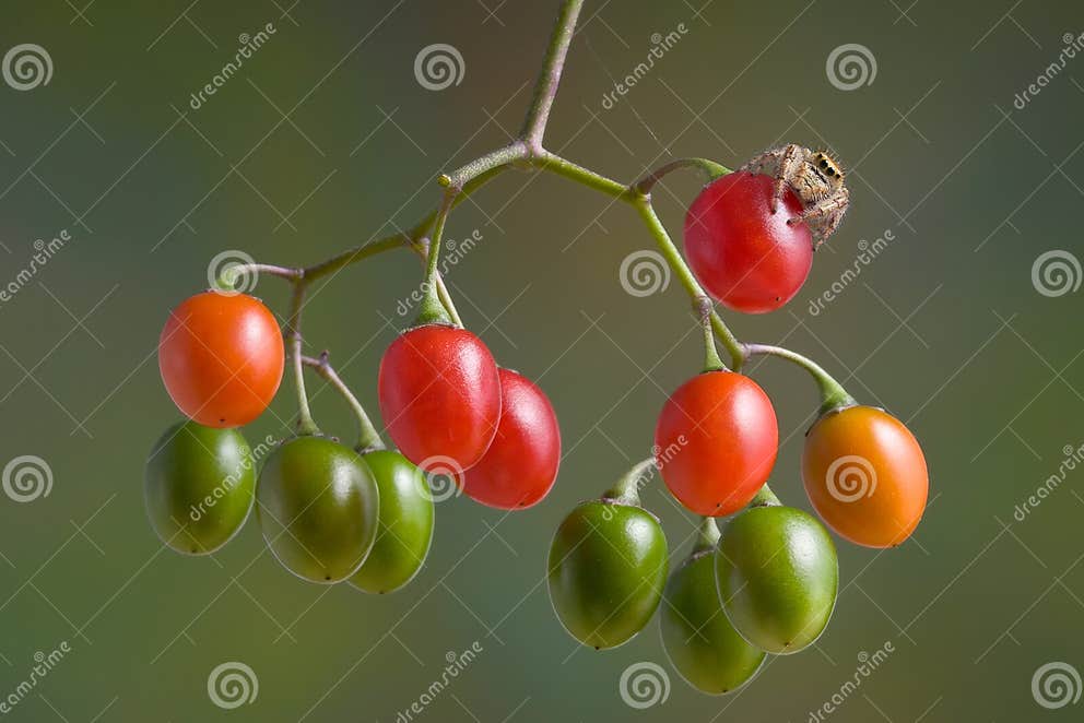 Spider on berries stock photo. Image of unusual, nature - 15976306