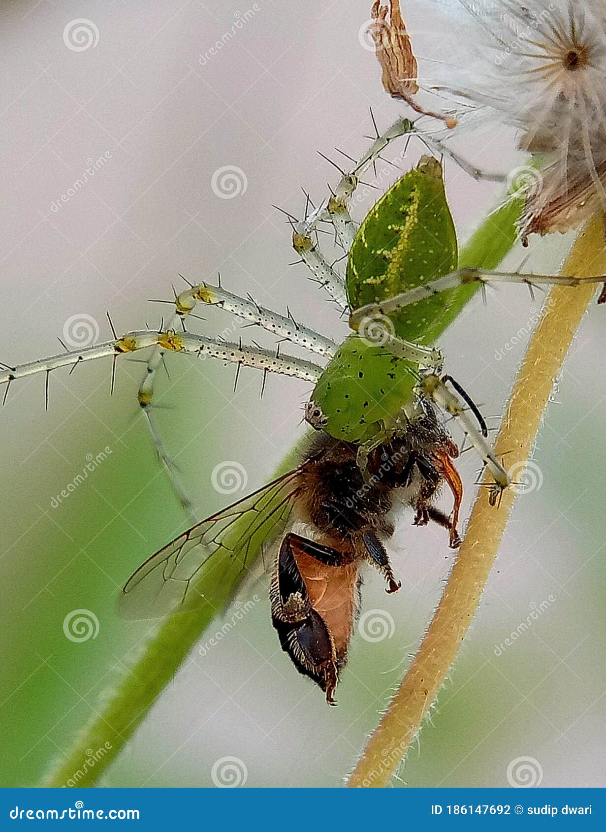 Spider with Big Catch Bee. Spider Hunting Bee. Spider Catch Insect ...