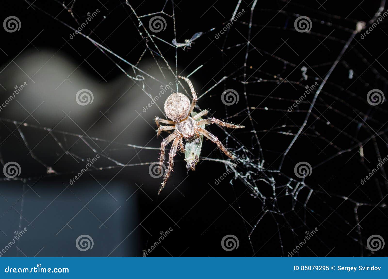 Spider Big Caught the Fly and Eats it Stock Image - Image of arthropods ...