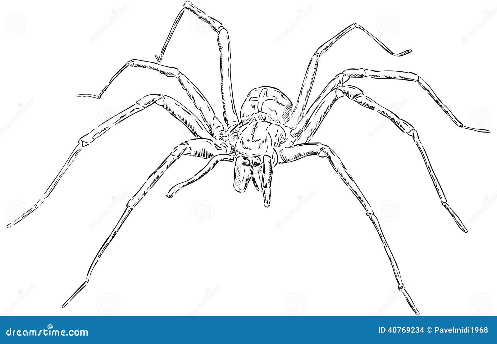 Spider stock vector. Illustration of contour, draw, paint - 40769234