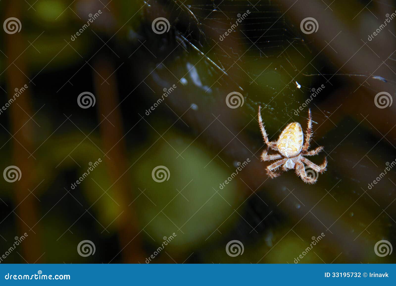 Spider stock photo. Image of illuminated, nature, gardens - 33195732