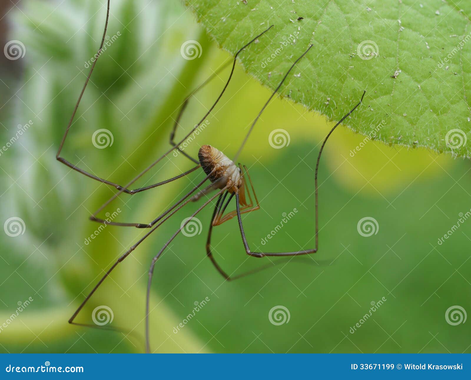 Spider stock image. Image of tropical, fauna, animal - 33671199
