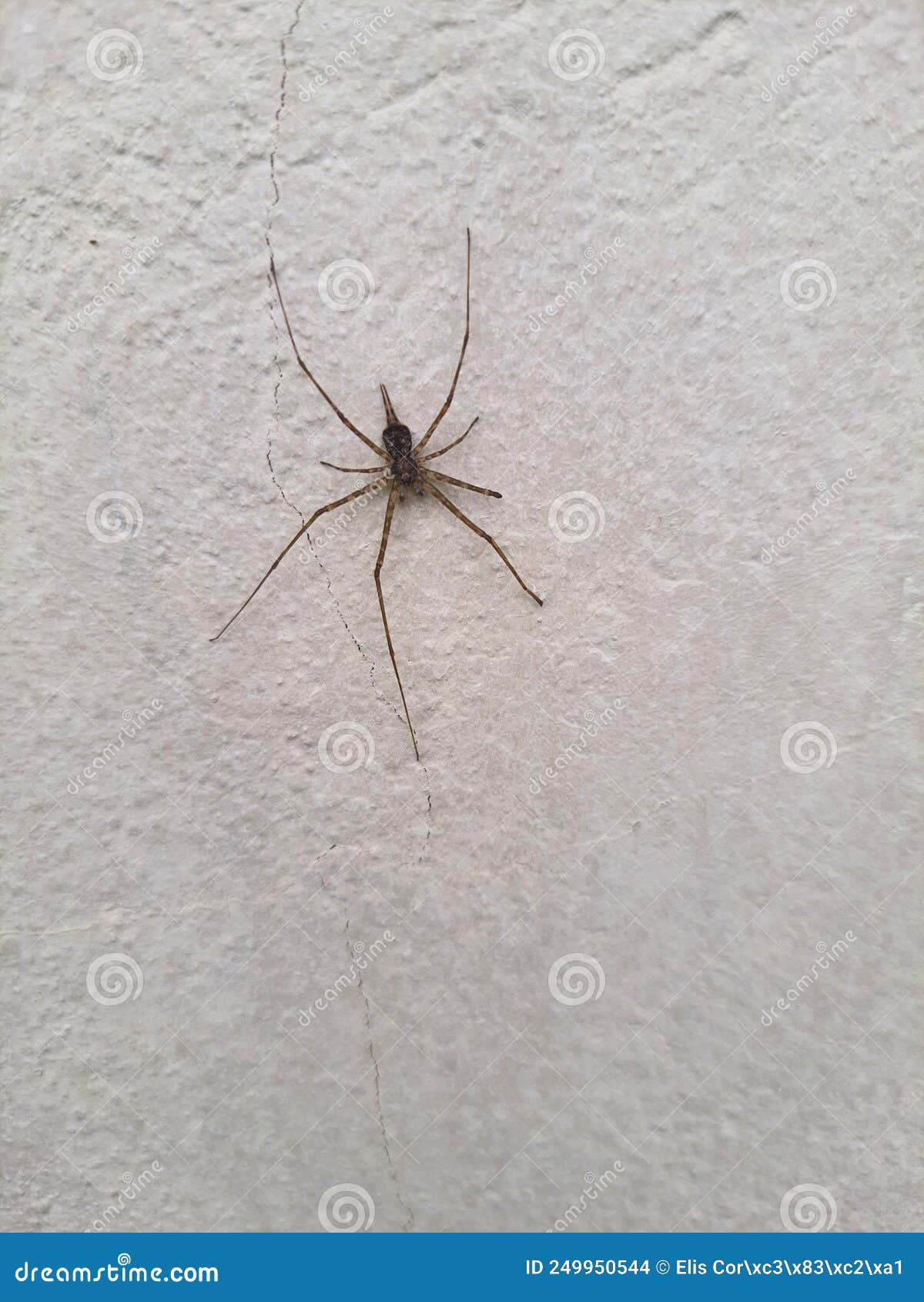 Spider with Big Paws on a Wall in the Wall Stock Photo - Image of paws ...