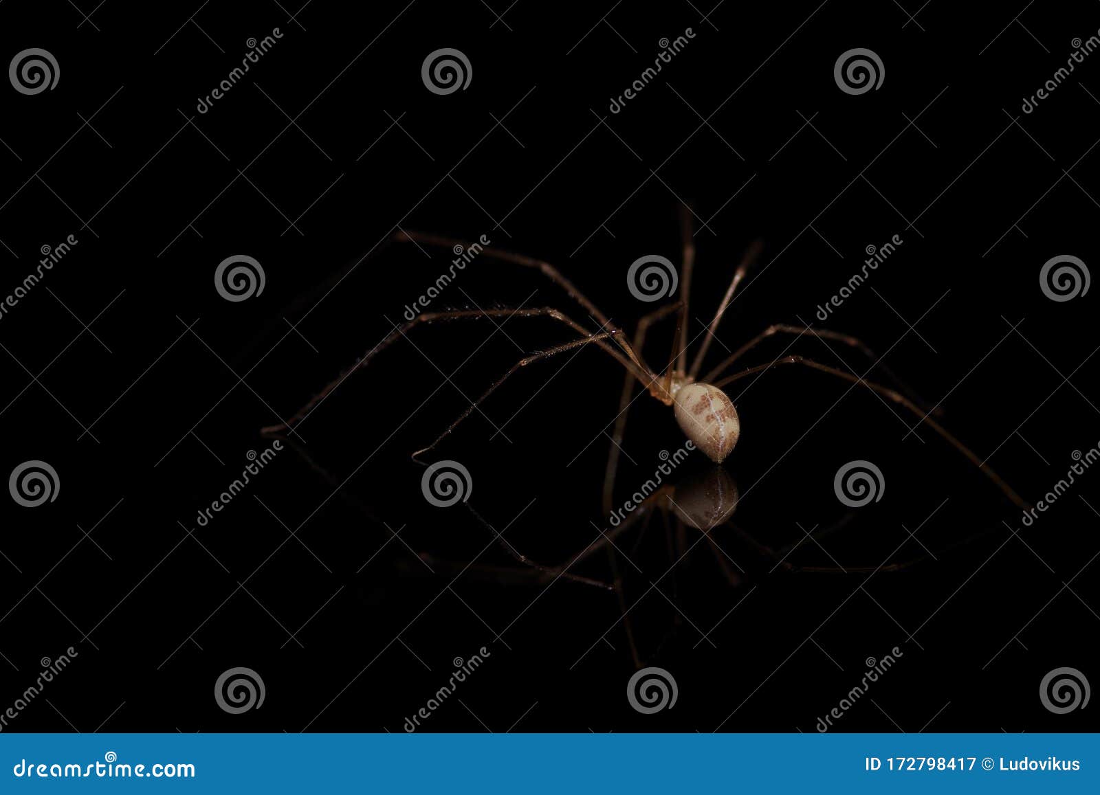 Spider on black background stock image. Image of background - 172798417