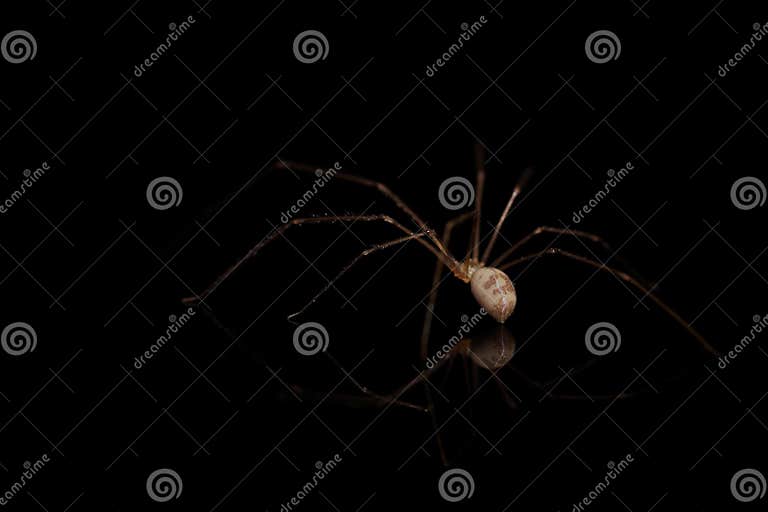 Spider on black background stock image. Image of background - 172798417
