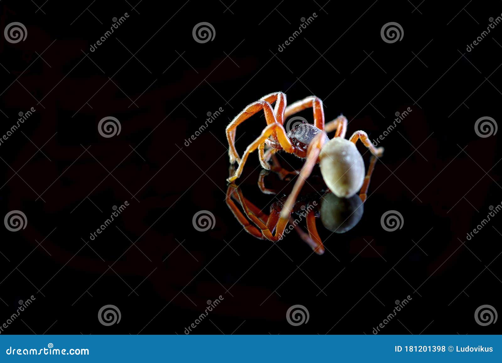 Spider on black background stock photo. Image of predator - 181201398