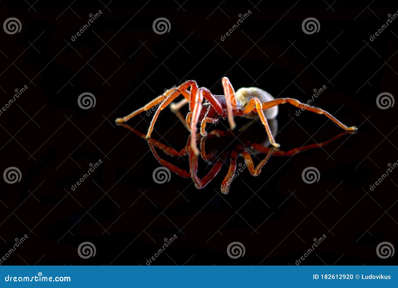 Spider on black background stock photo. Image of closeup - 182612920