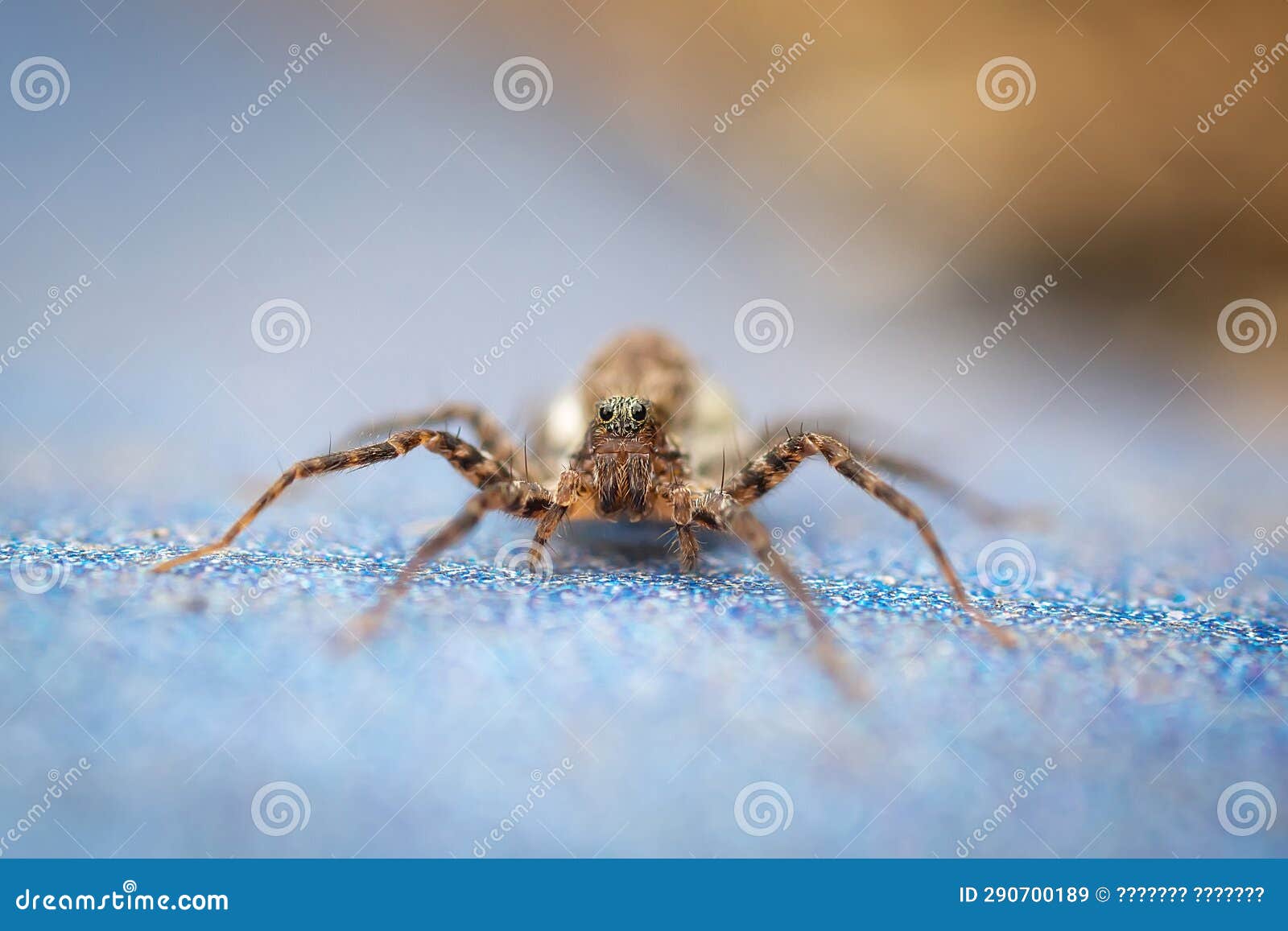 Spider on a Blue Background Stock Image - Image of detail, creature ...