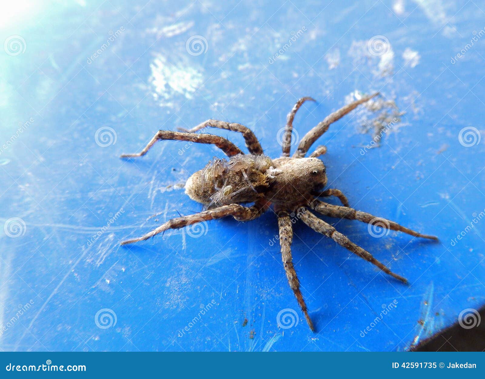 Spider on blue stock image. Image of spiders, wild, fauna - 42591735