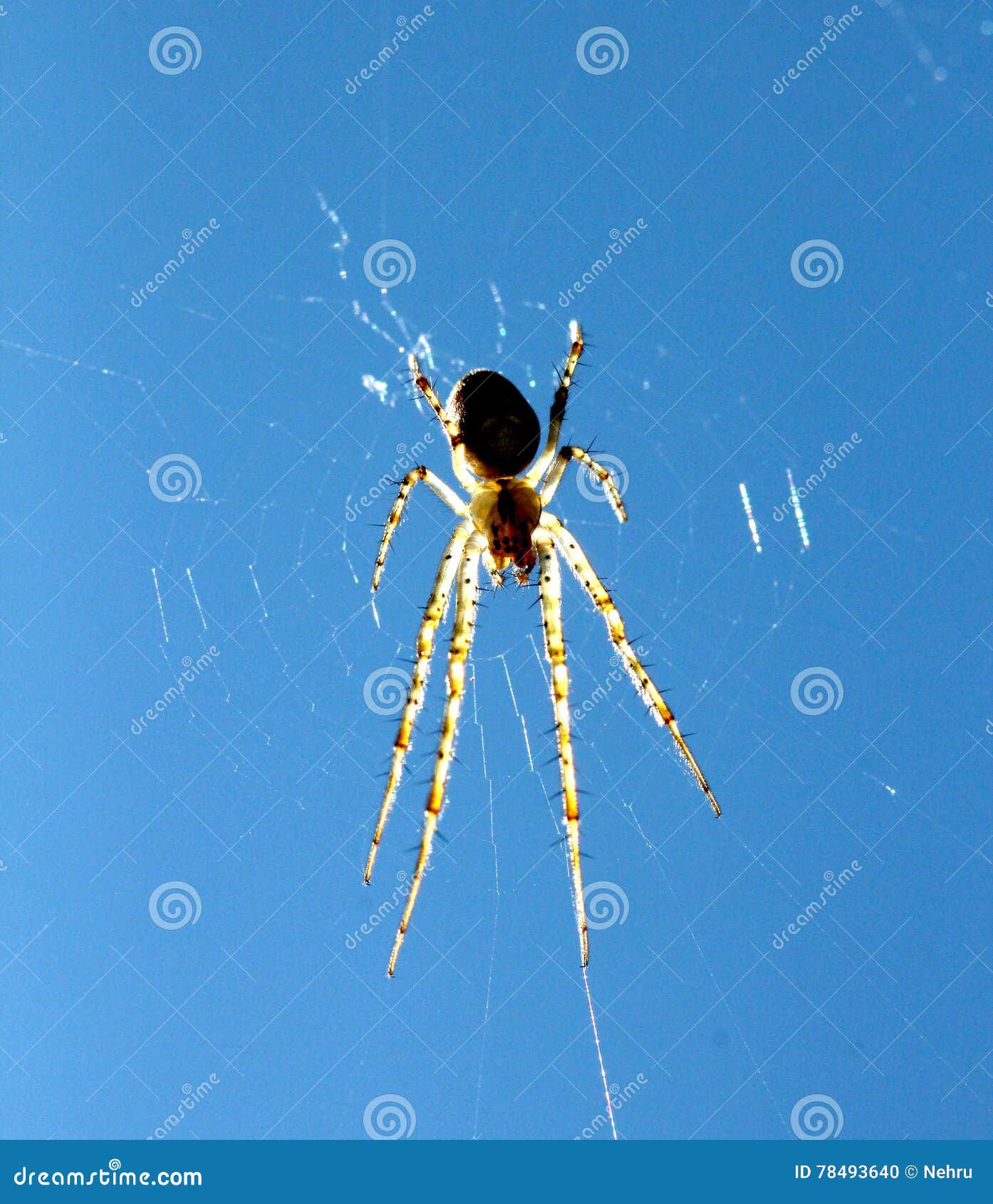 Spider on Blue Sky Background. Against the Sun Stock Photo - Image of ...