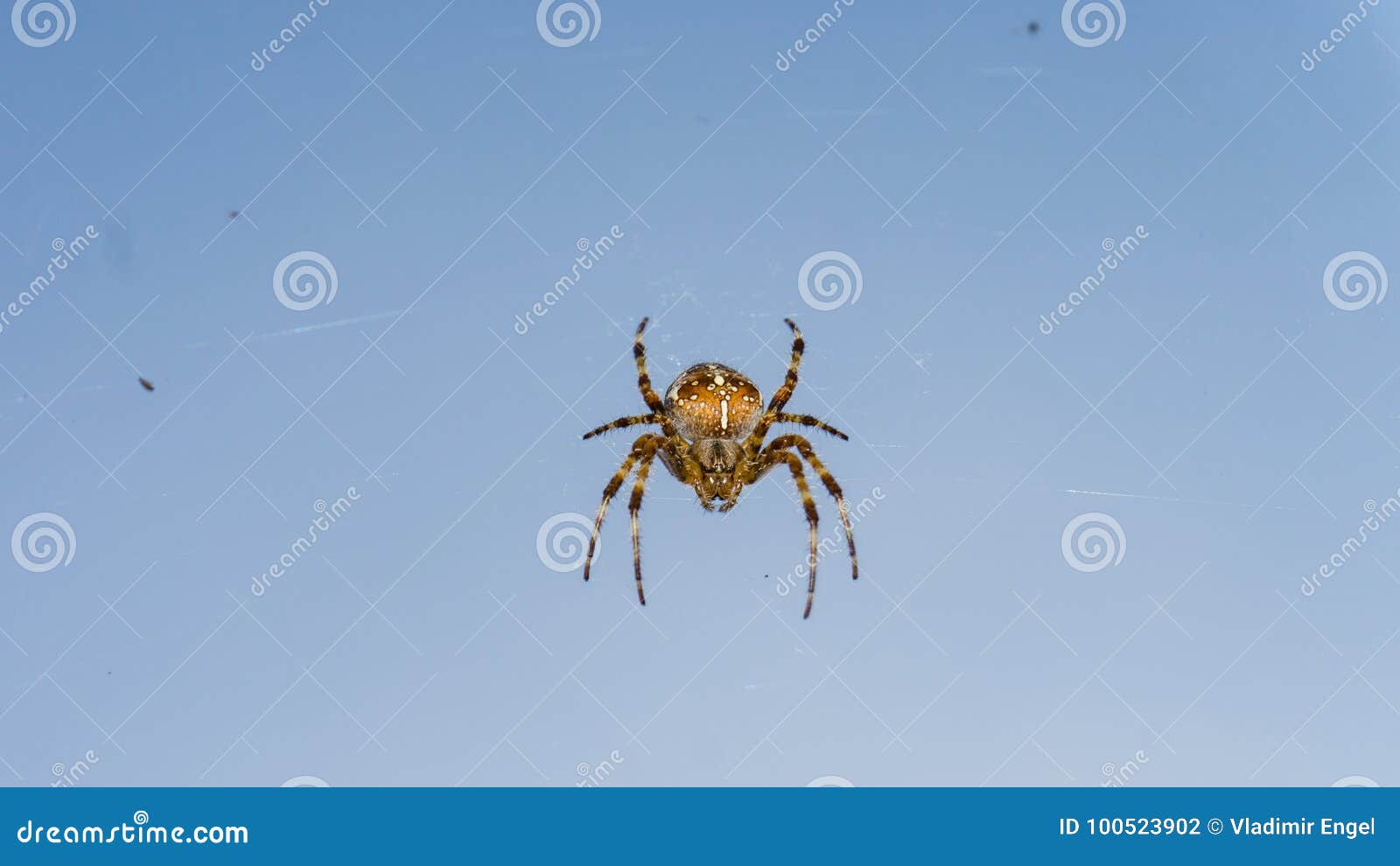 Spider on Blue Sky Background Stock Photo - Image of animal, back ...