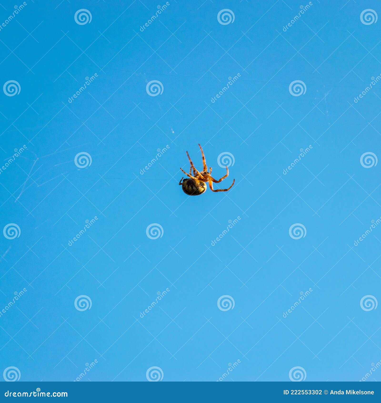 A Spider on a Blue Sky Background Stock Photo - Image of detail ...