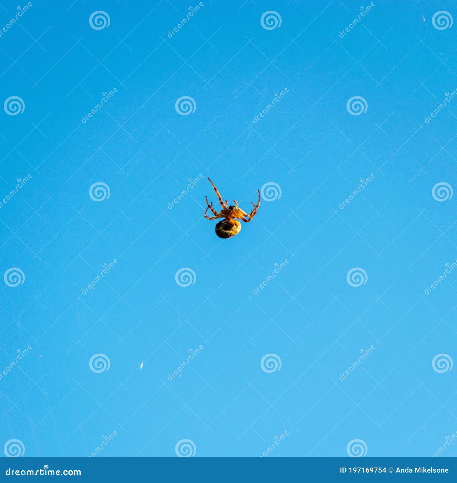 A Spider on a Blue Sky Background Stock Photo - Image of inset ...