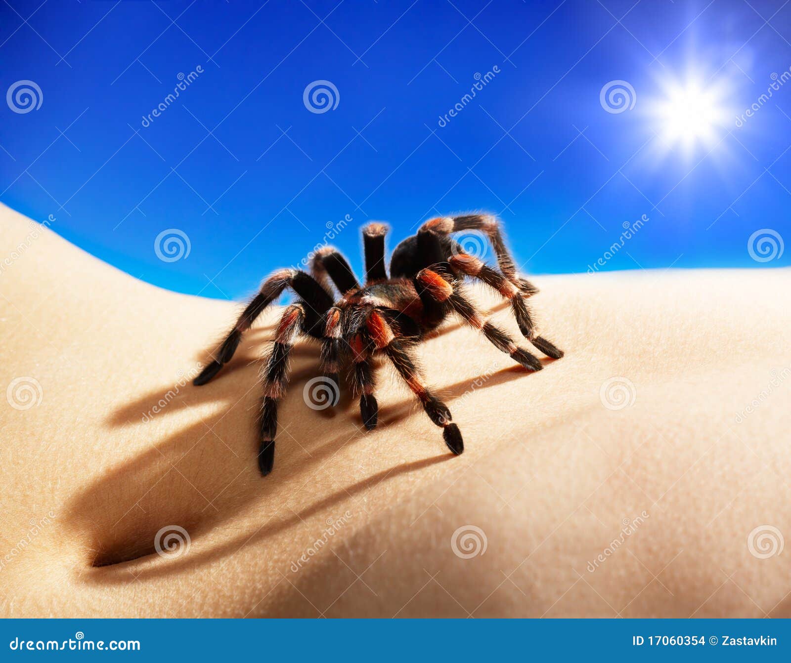 Spider on body stock photo. Image of desert, body, dune - 17060354