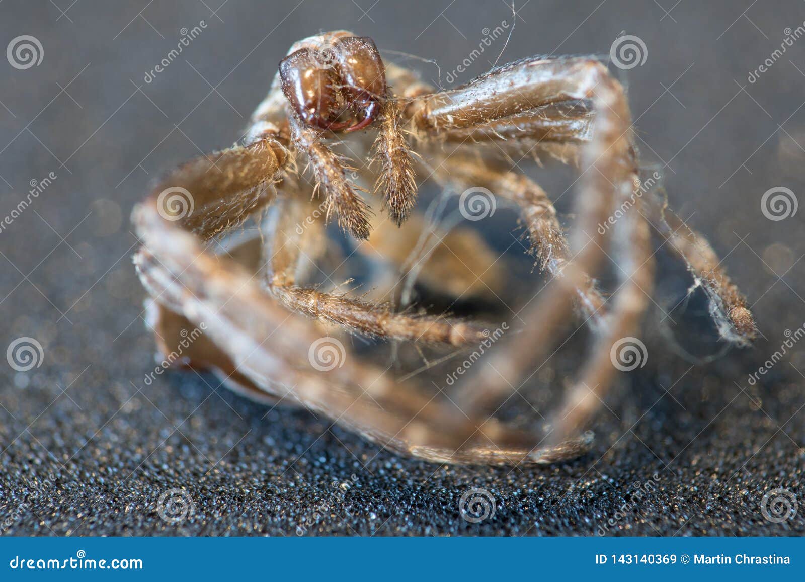 Spider body stock image. Image of detail, spider, body - 143140369