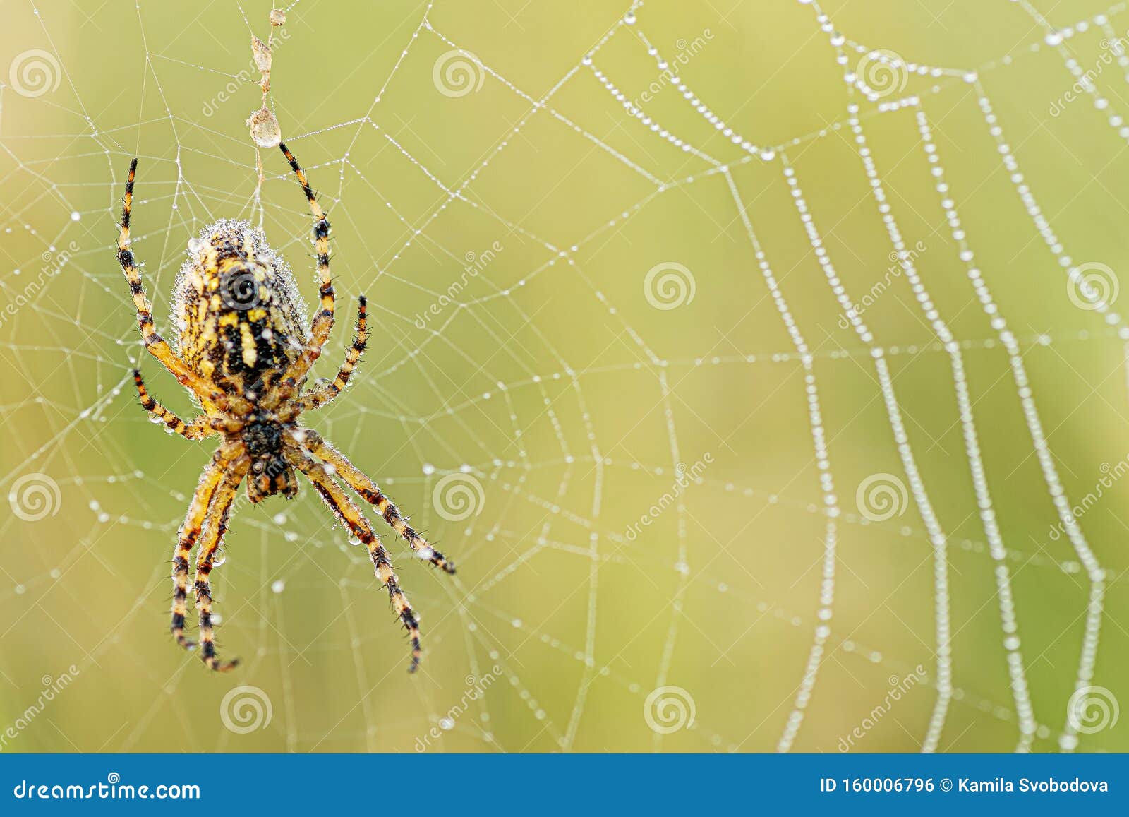 Spider from the Bottom on a Cobweb Stock Photo - Image of geometry ...