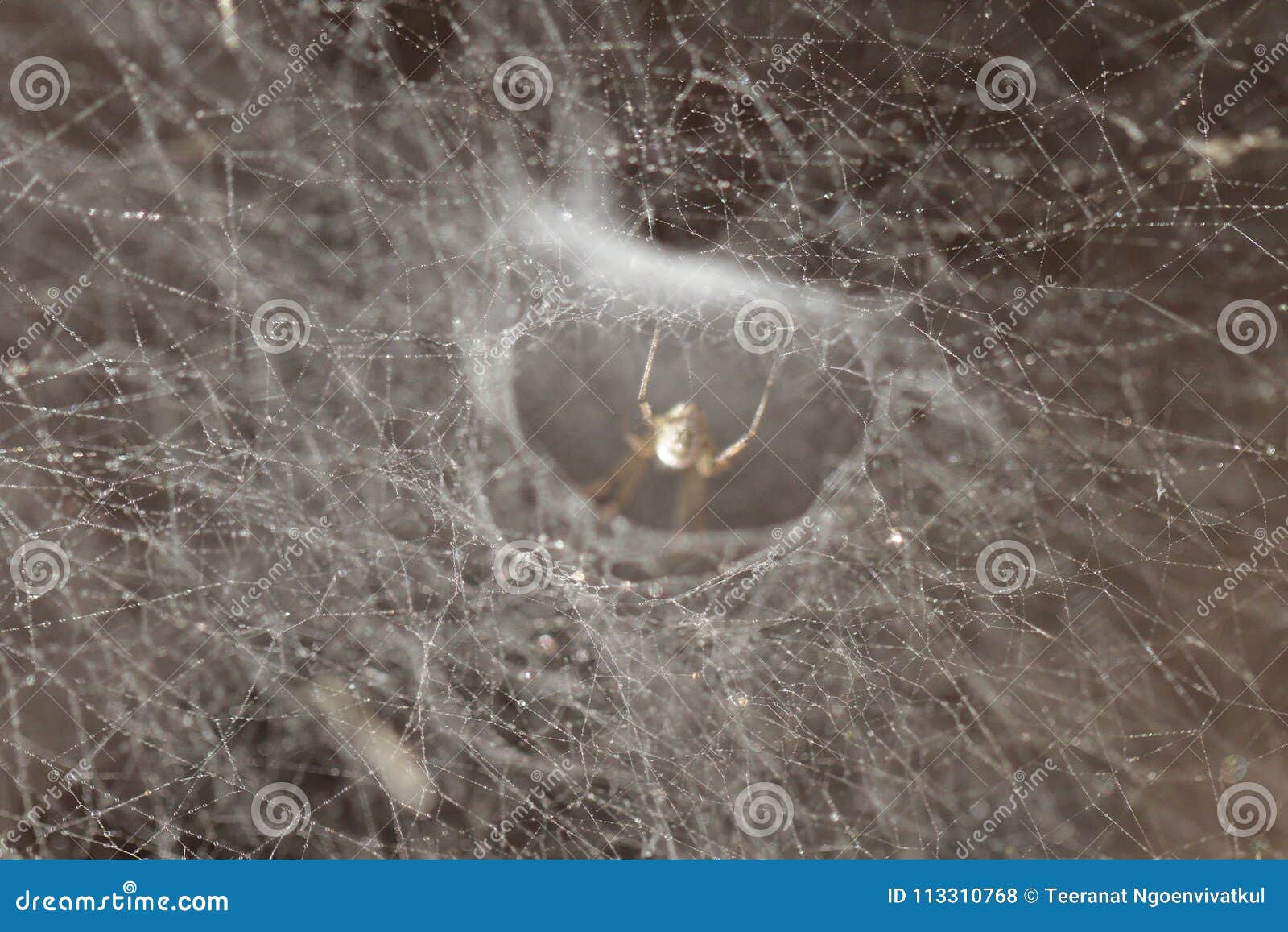 Spider Bottom on Lighten Spider Web in the Sunshine and Darkness ...