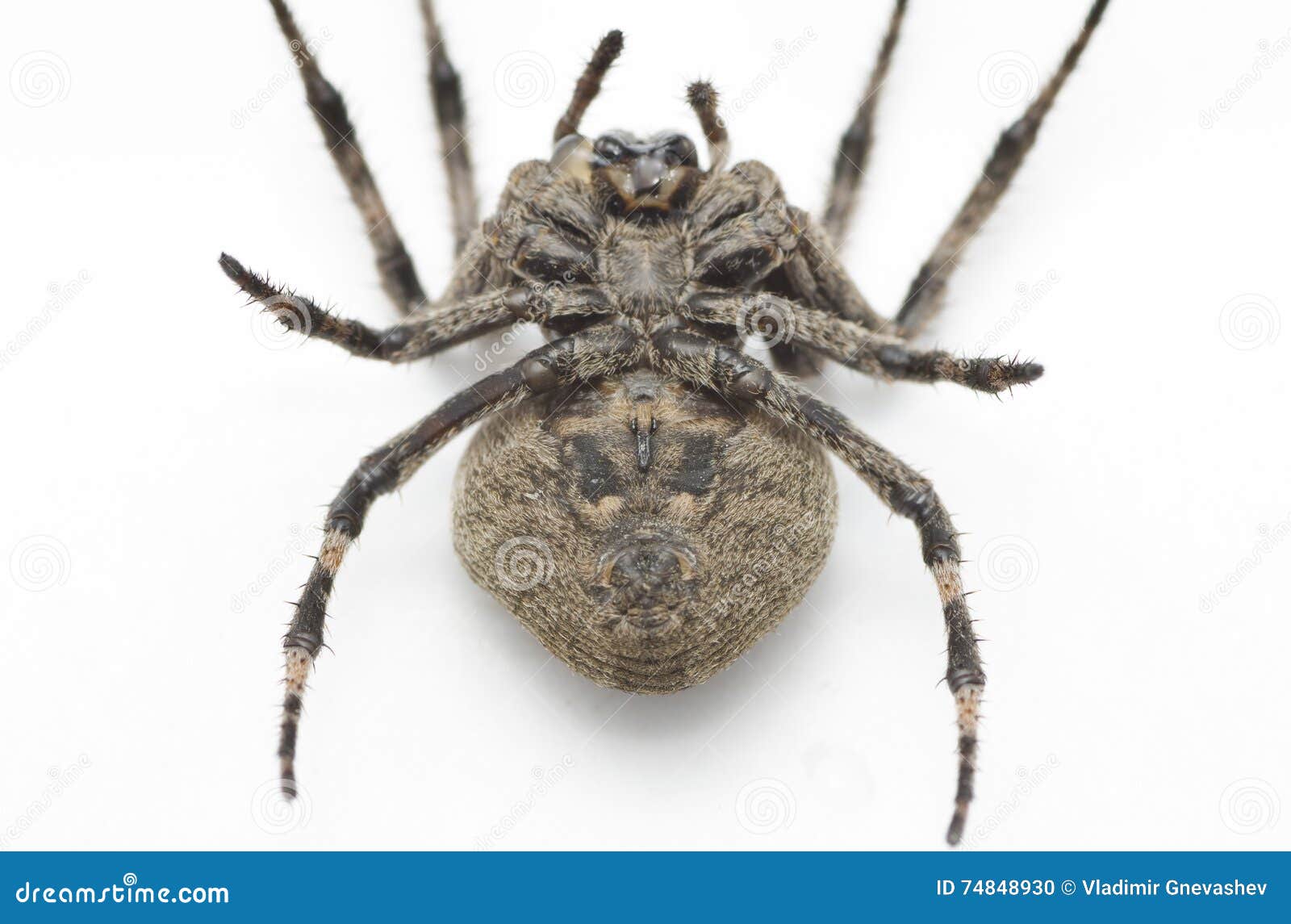 Spider bottom view stock photo. Image of abdomen, dangerous - 74848930