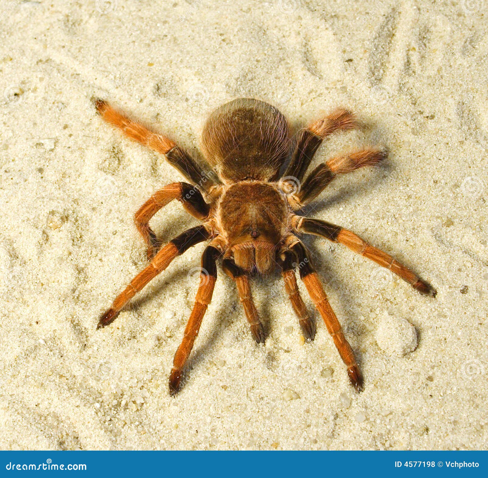 Spider Brachypelma Smithi On Girl's Chin Royalty-Free Stock Image ...
