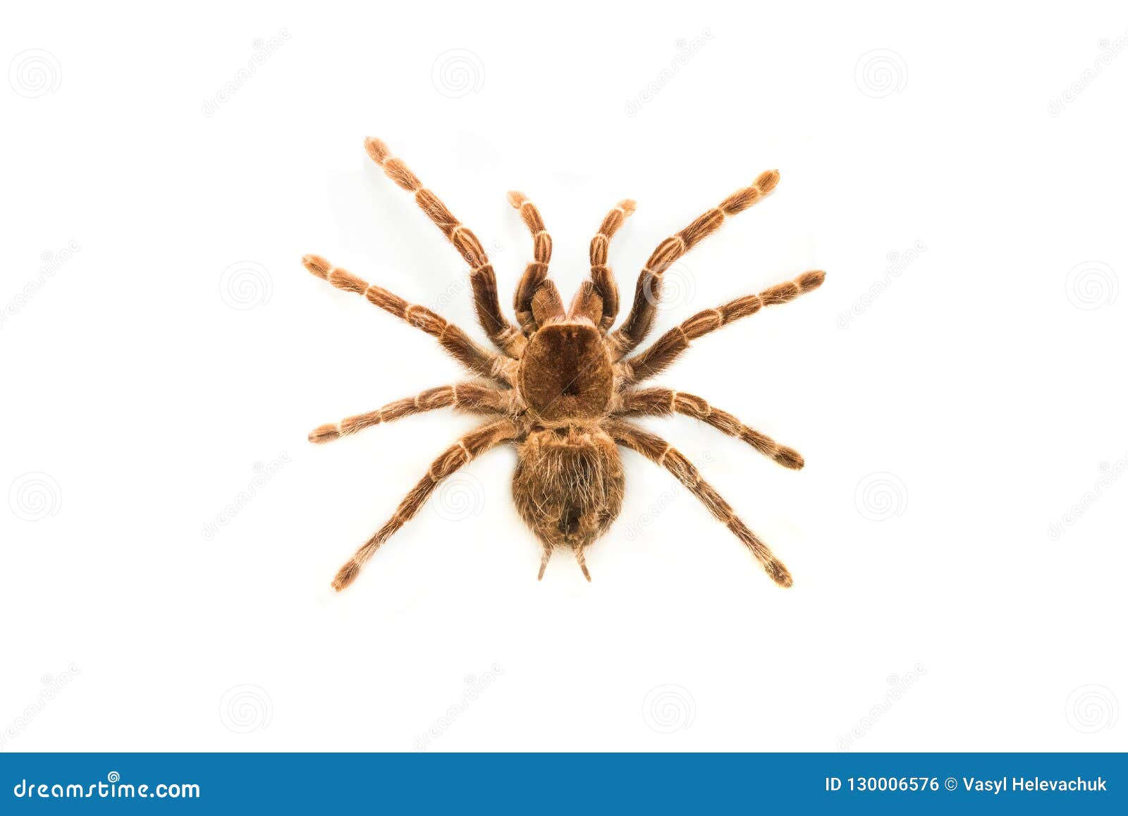 Spider Brachypelma Smithi On Girl's Chin Royalty-Free Stock Photography ...