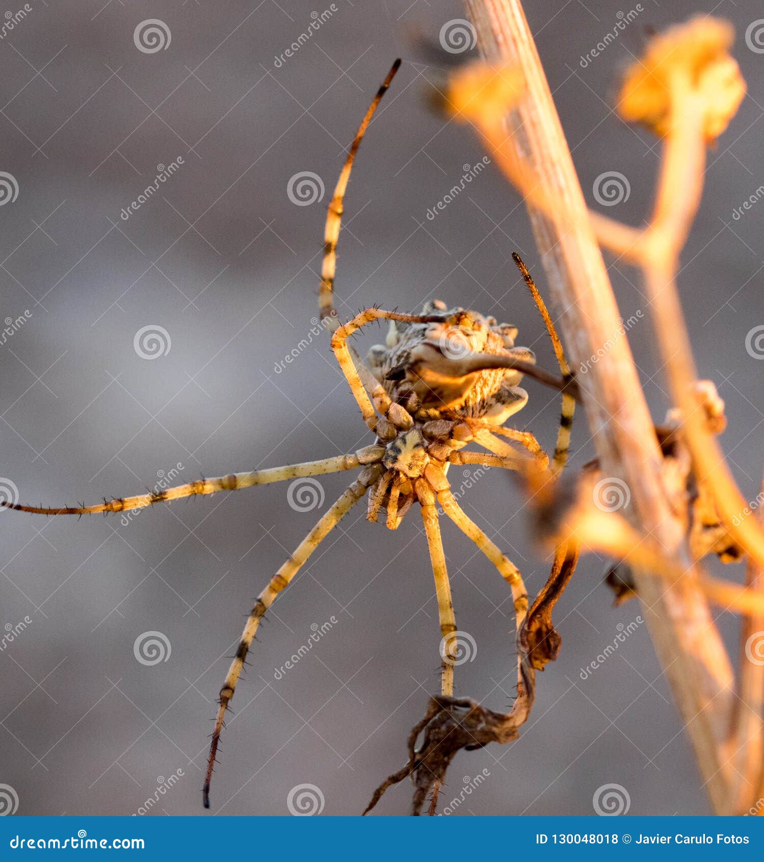 Spider on a branch stock photo. Image of branch, beautiful - 130048018