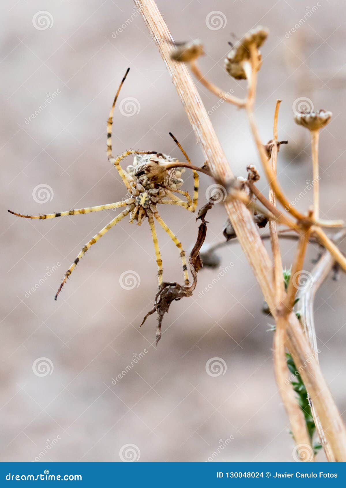 Spider on a branch stock photo. Image of cute, environment - 130048024