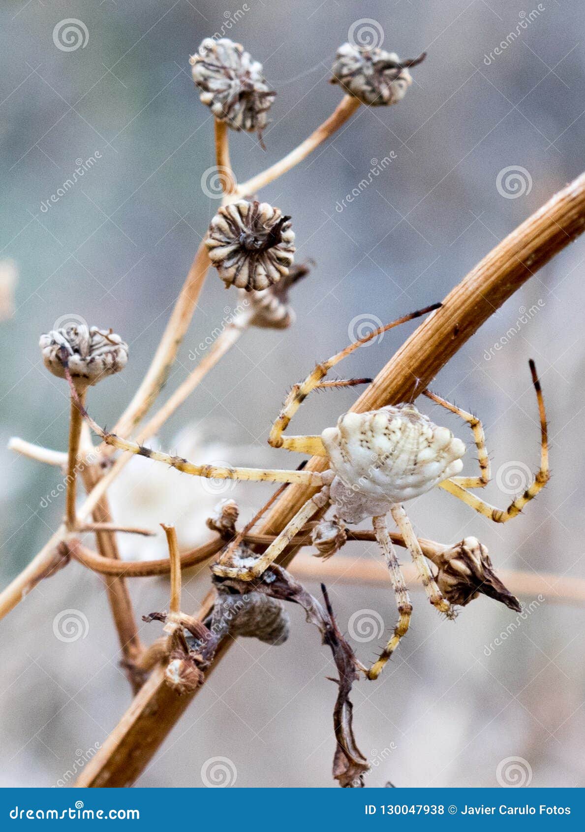 Spider on a branch stock photo. Image of cute, araa - 130047938