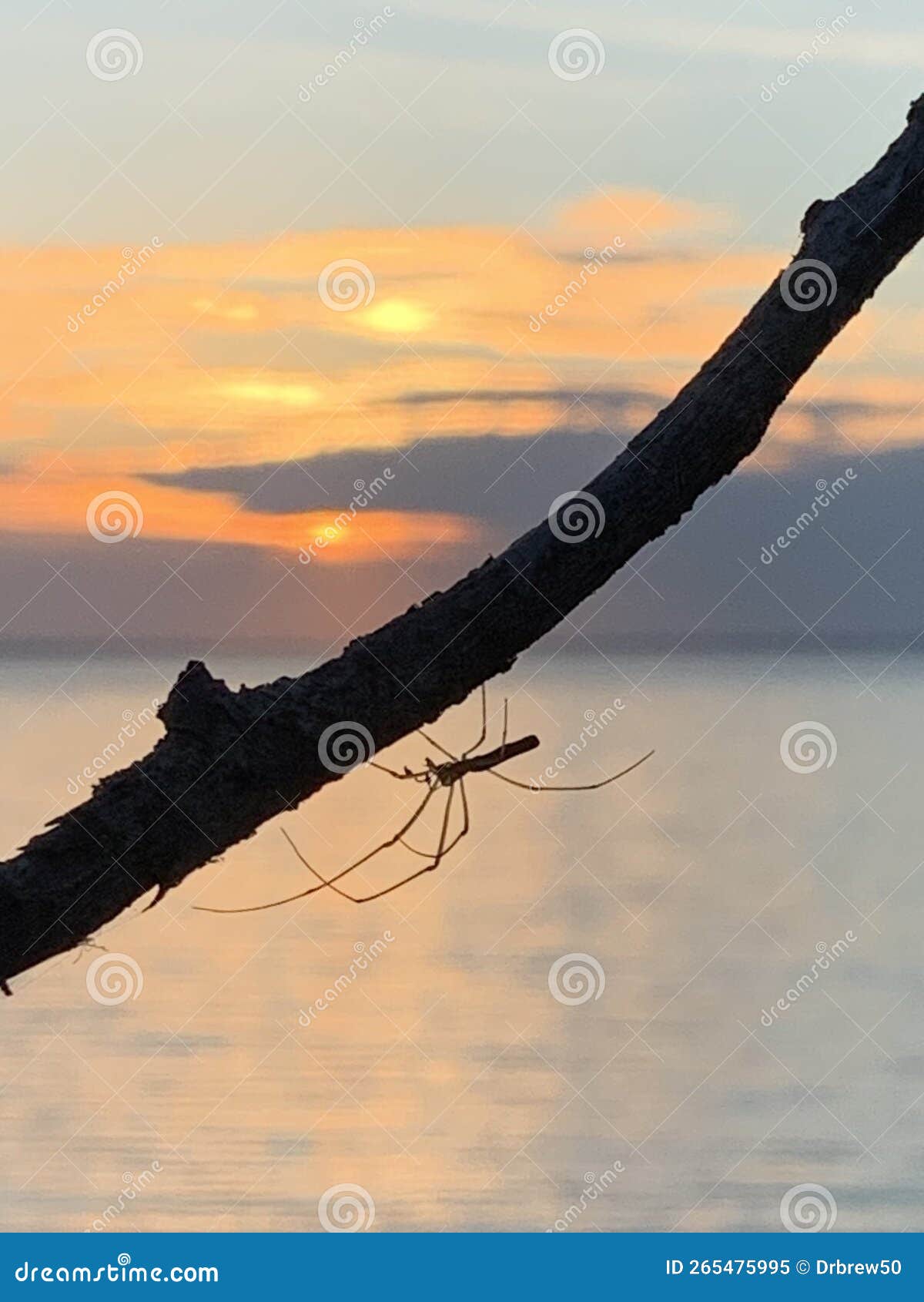 Spider on a branch stock image. Image of branch, dusk - 265475995