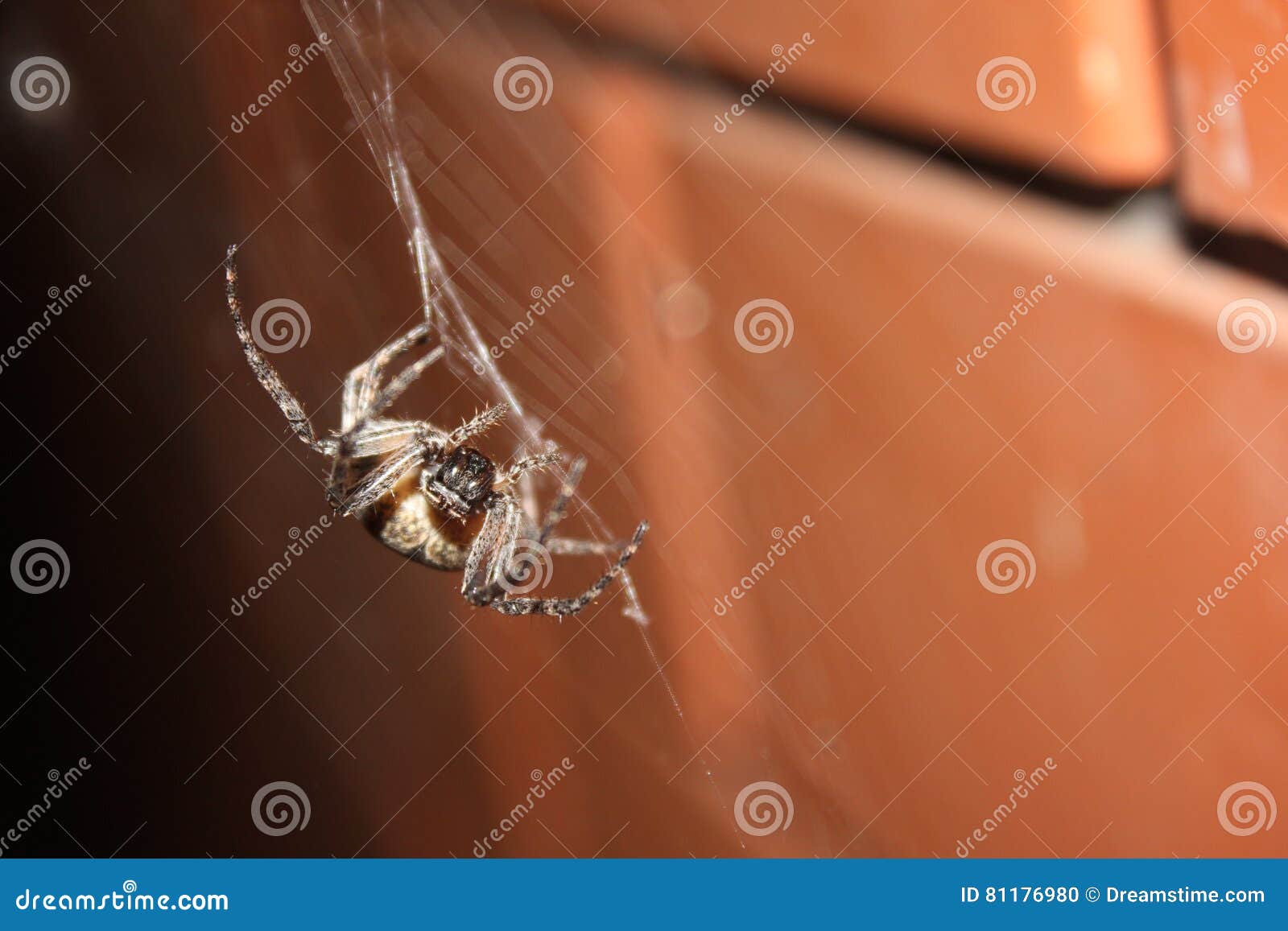 Spider stock photo. Image of insect, isolated, dark, brown - 81176980