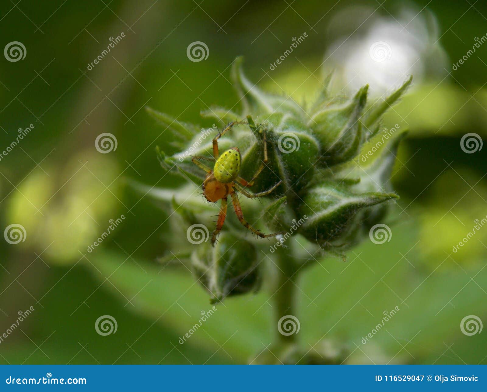 Spider on the bud stock image. Image of leaf, nature - 116529047