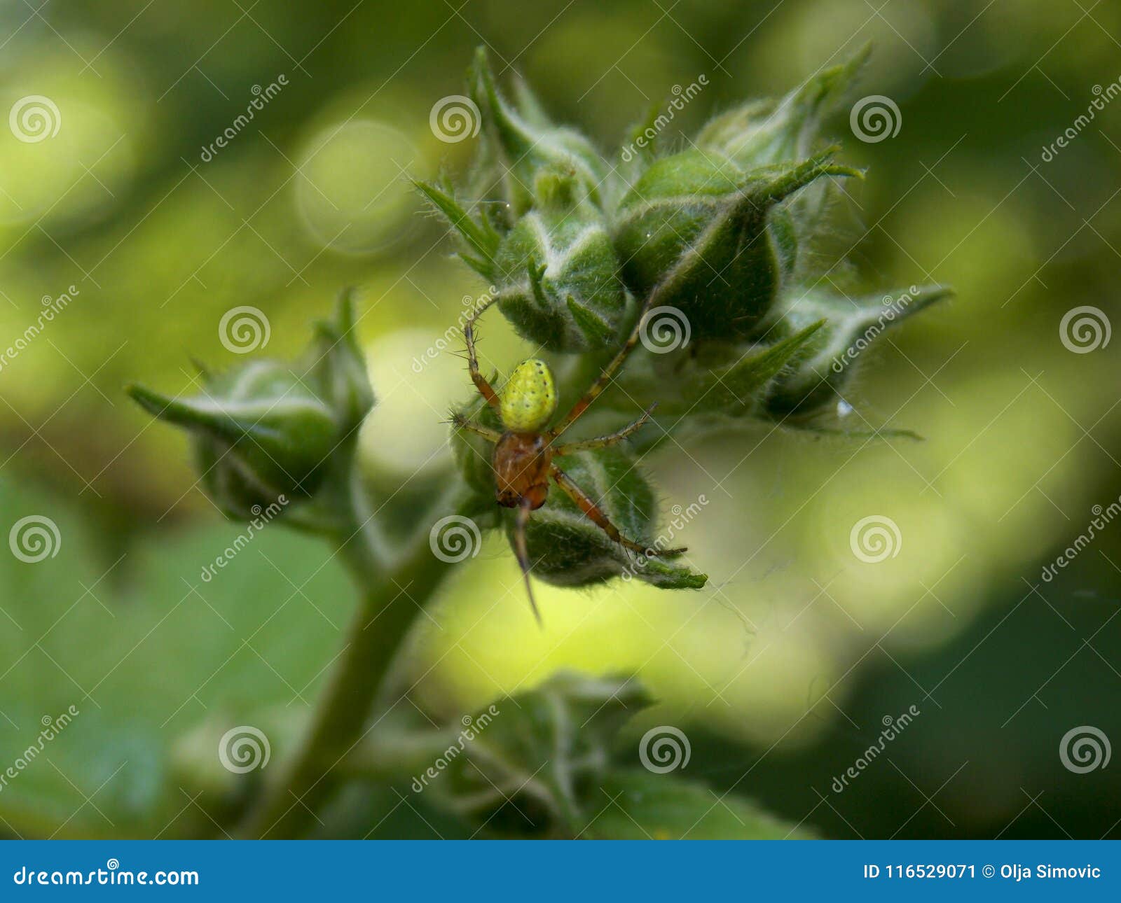 Spider on the bud stock image. Image of leaf, animal - 116529071