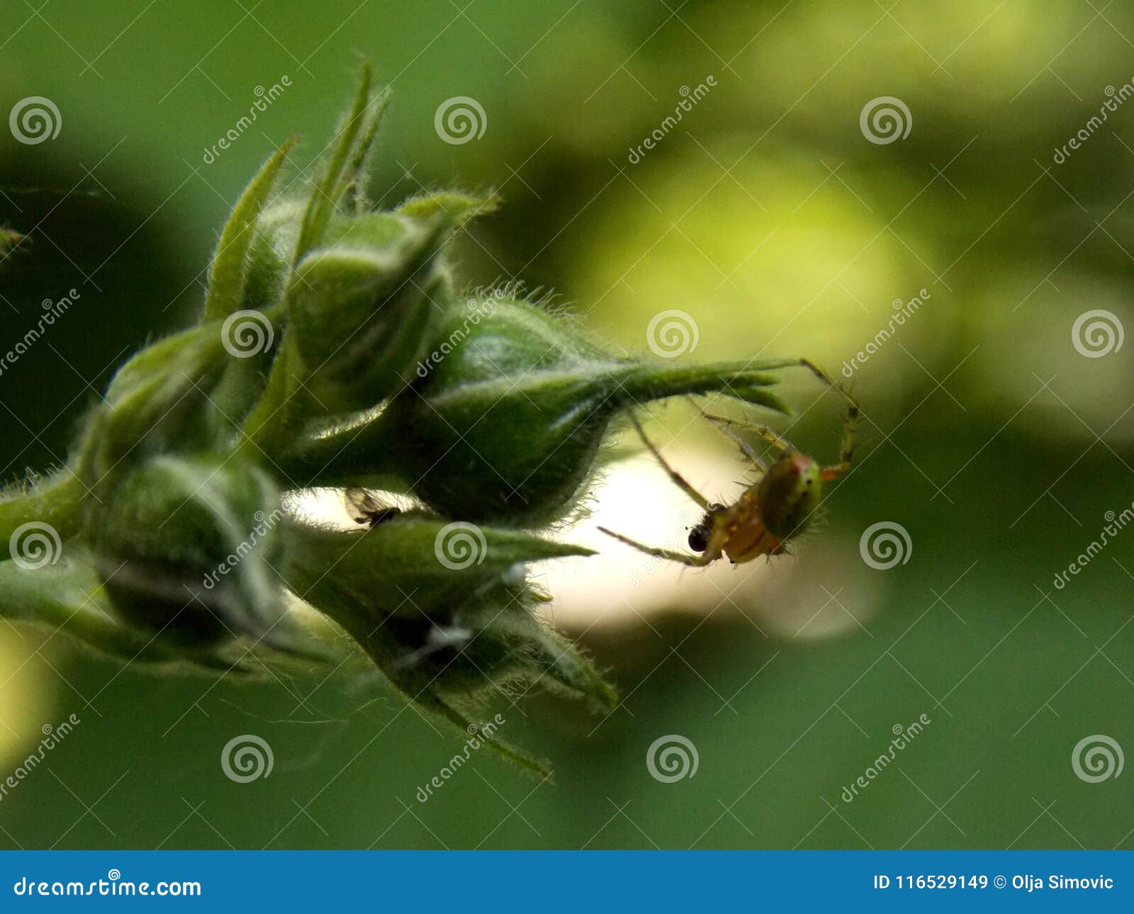 Spider on the bud stock image. Image of leaf, color - 116529149