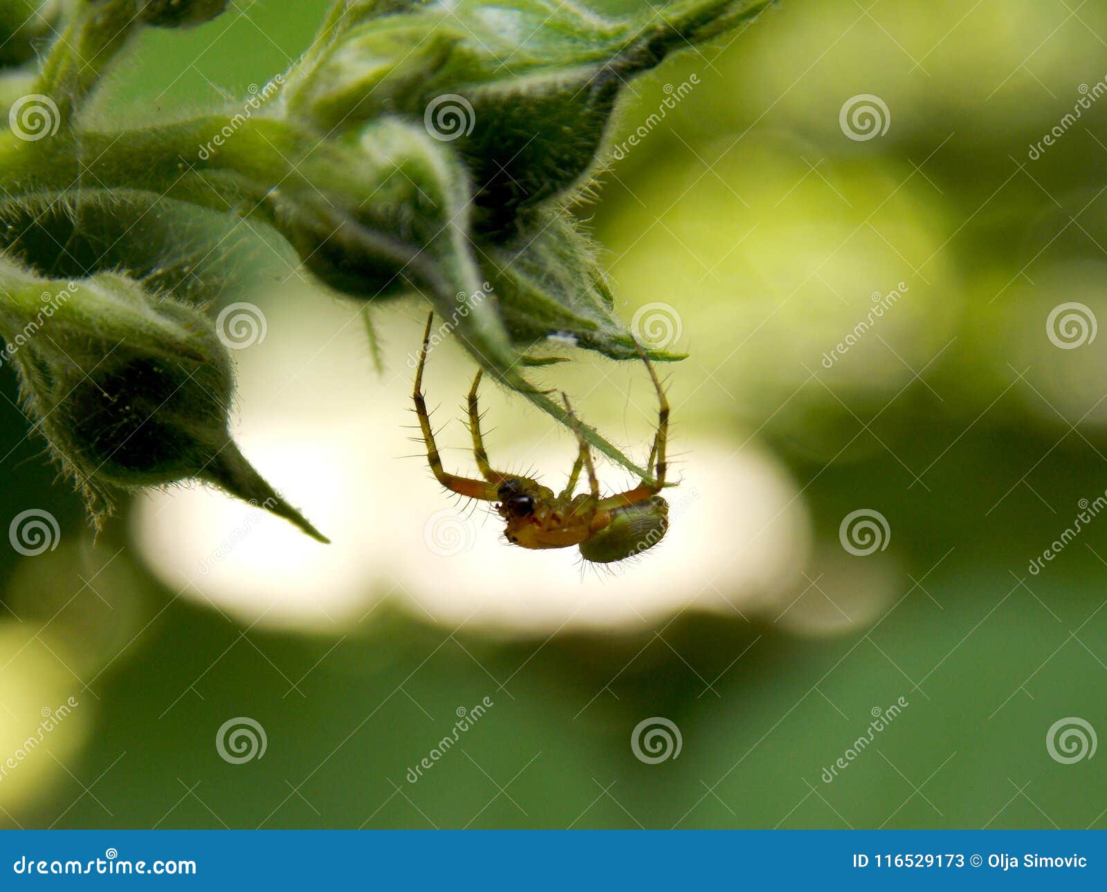 Spider on the bud stock image. Image of macro, nature - 116529173