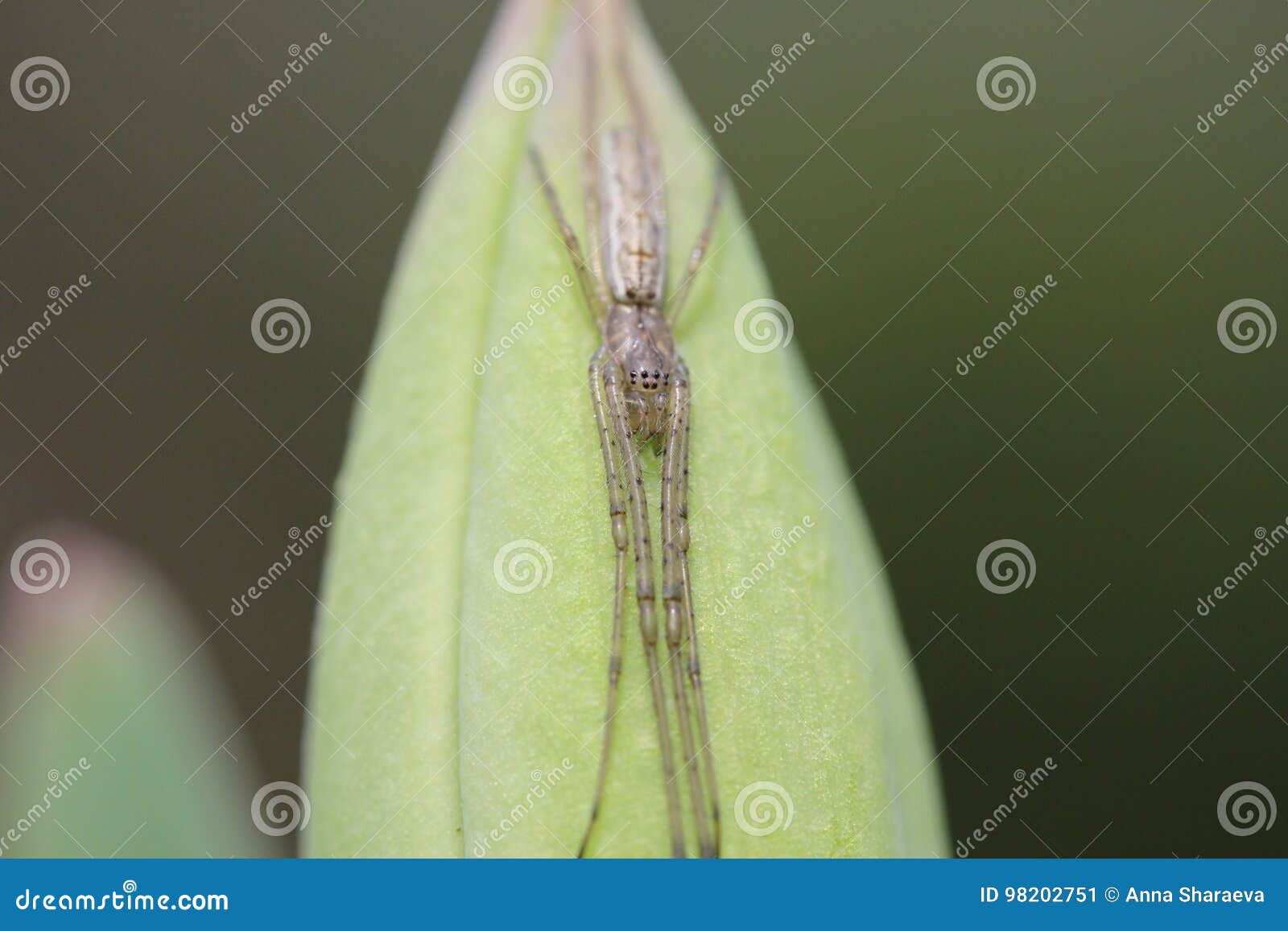 Garden Spider Tulip Bud Stock Photos - Free & Royalty-Free Stock Photos ...