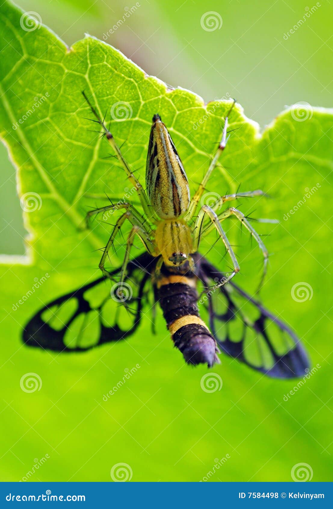 Spider and Bug stock photo. Image of wildlife, outdoors - 7584498