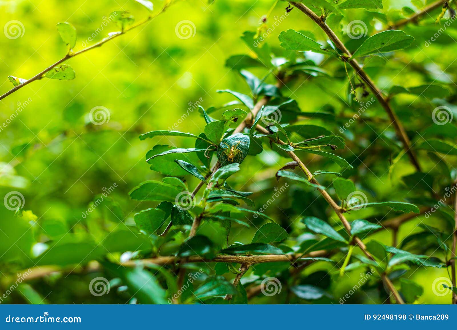 Macro Creepy Close Up Of A Lot Of Harlequin Cockroach Neostylopyga ...