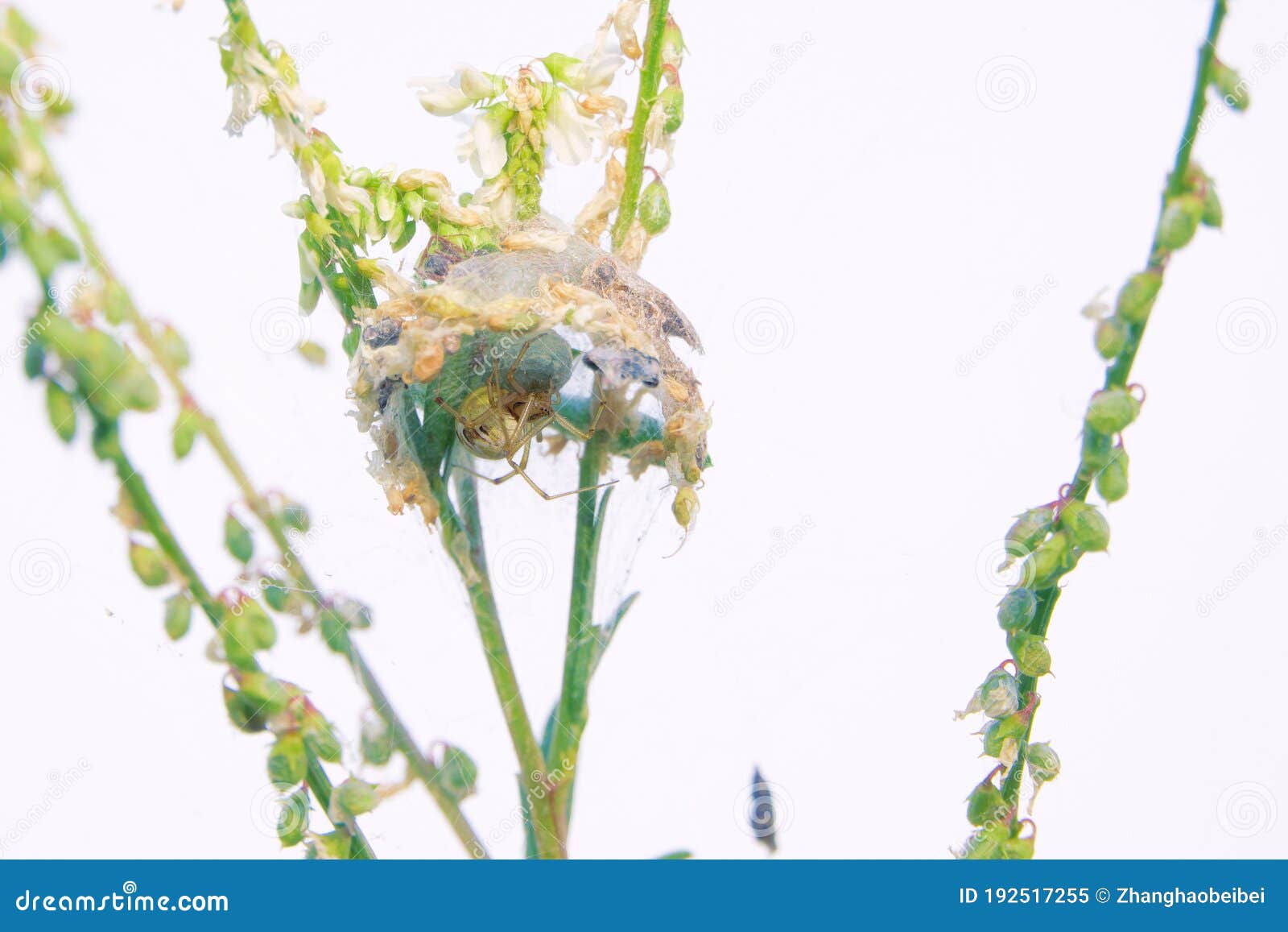 Spider nest stock image. Image of build, wildlife, animals - 192517255