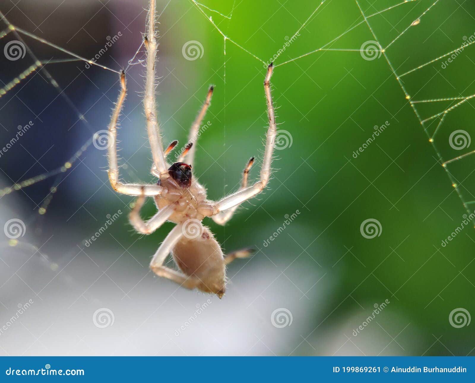 Spider building its web stock image. Image of building - 199869261