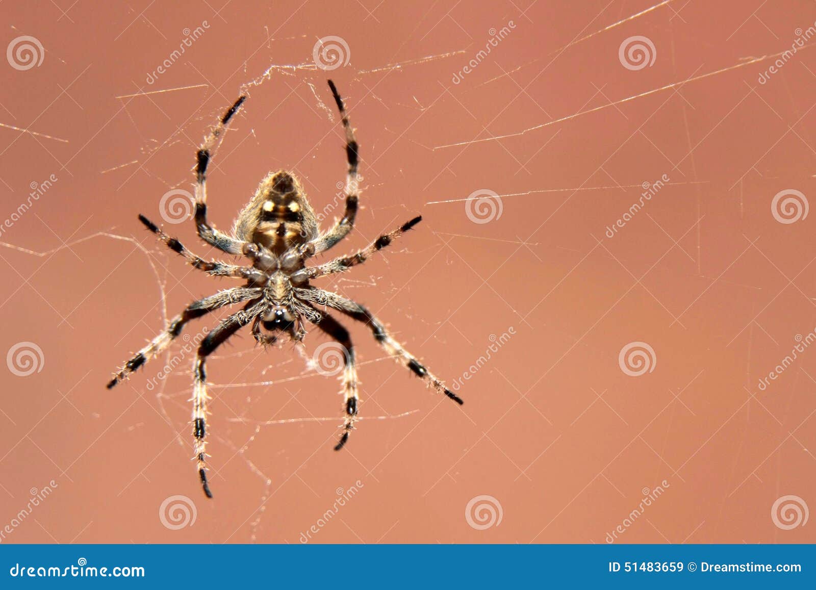 Spider stock image. Image of wildlife, spider, waiting - 51483659