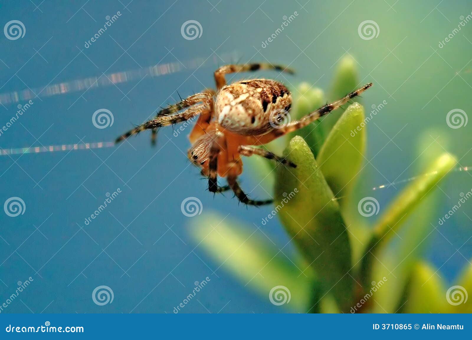Spider building web stock image. Image of green, closeup - 3710865
