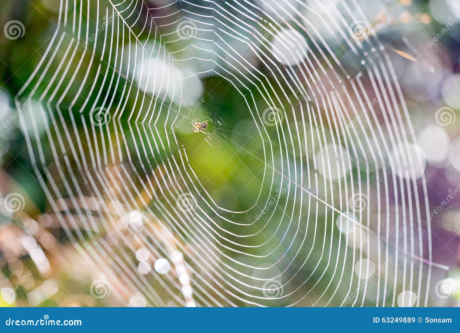 Spider Building Web stock image. Image of spider, residential - 63249889