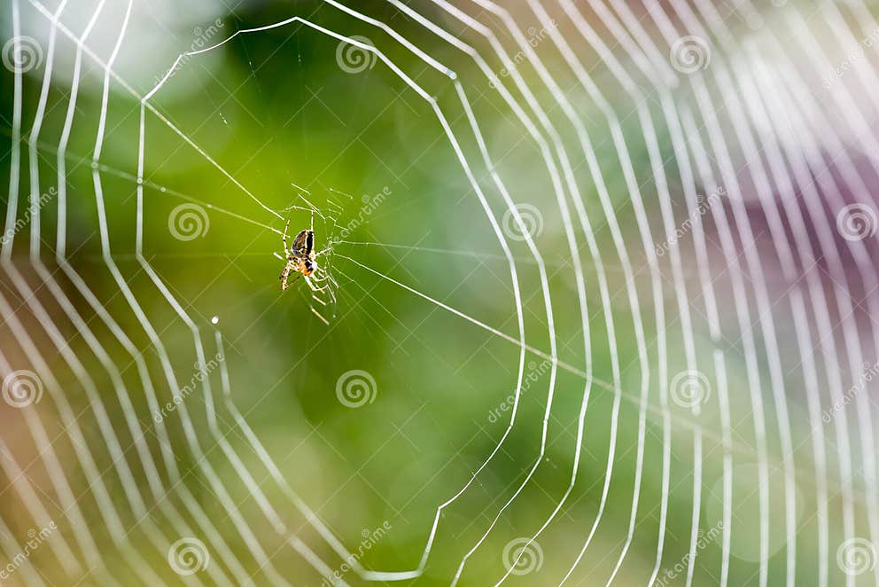 Spider Building Web stock photo. Image of silk, world - 63250022