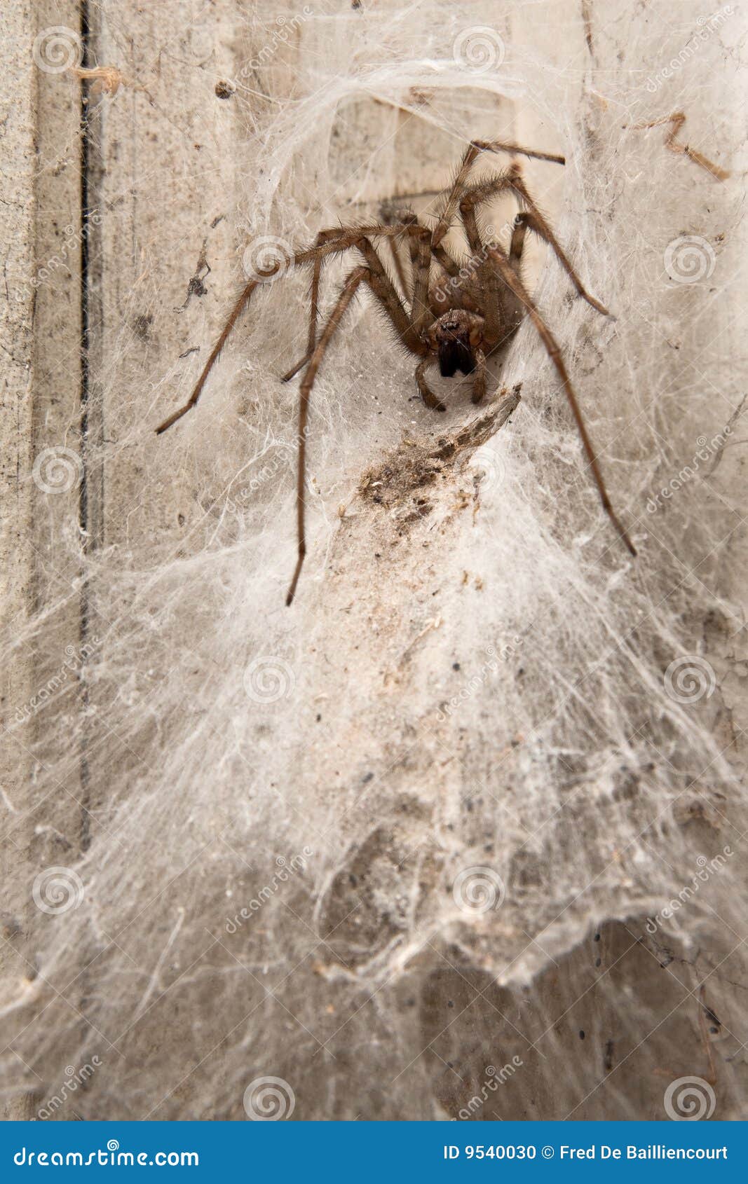 Spider building web stock photo. Image of closeup, brown - 9540030