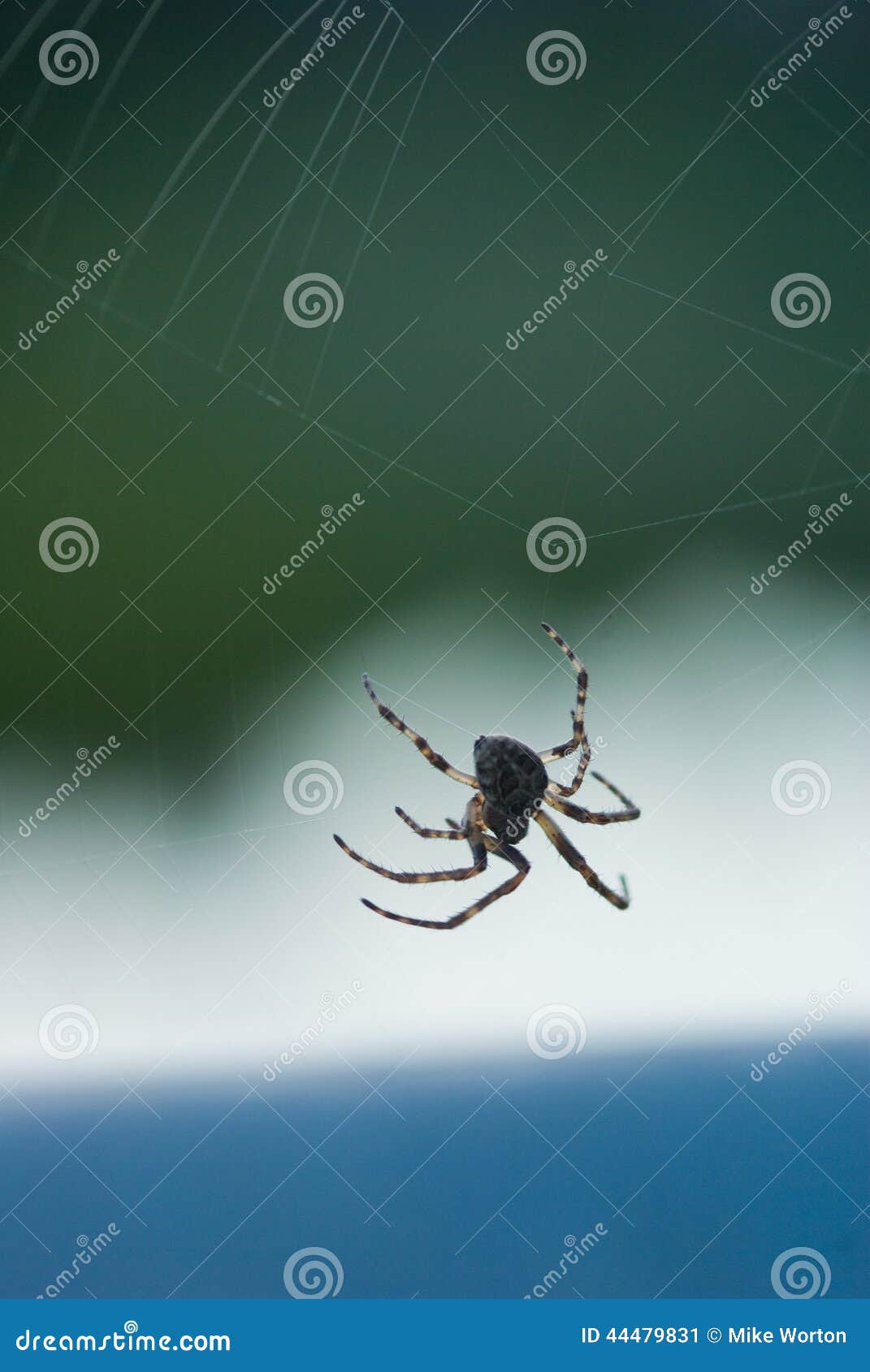 Spider building a web stock image. Image of weaver, building - 44479831