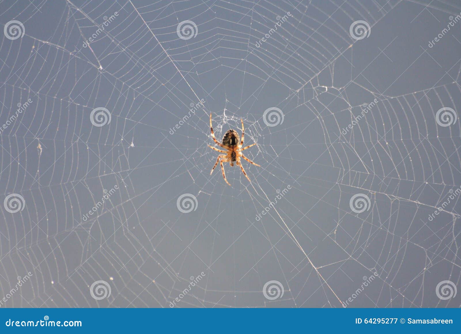 Spider builds a house stock image. Image of arthropoda - 64295277