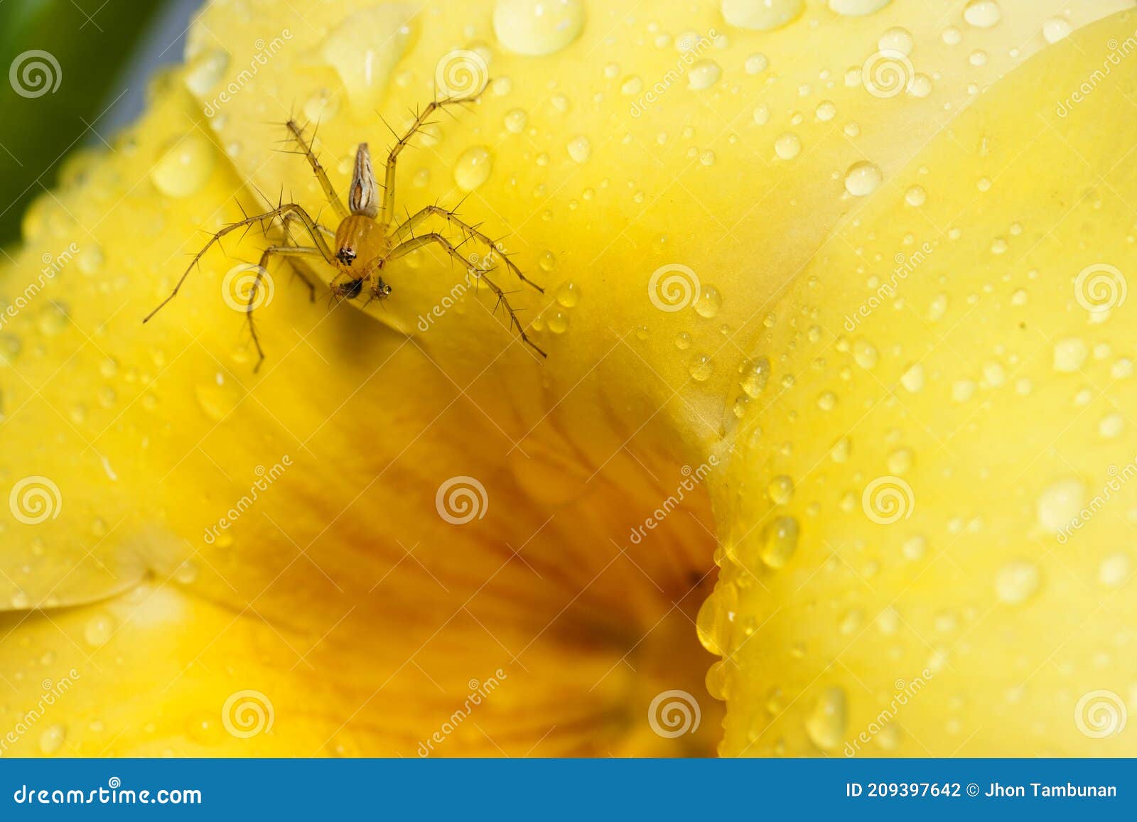 Spider in yellow flower stock photo. Image of insect - 209397642