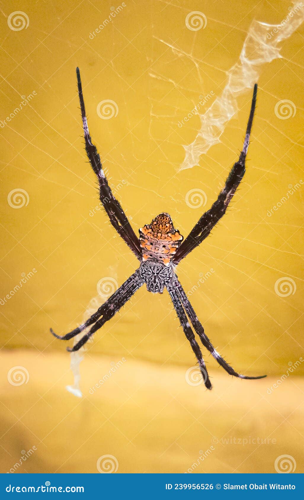 Spider built cob web stock photo. Image of leaf, circle - 239956526